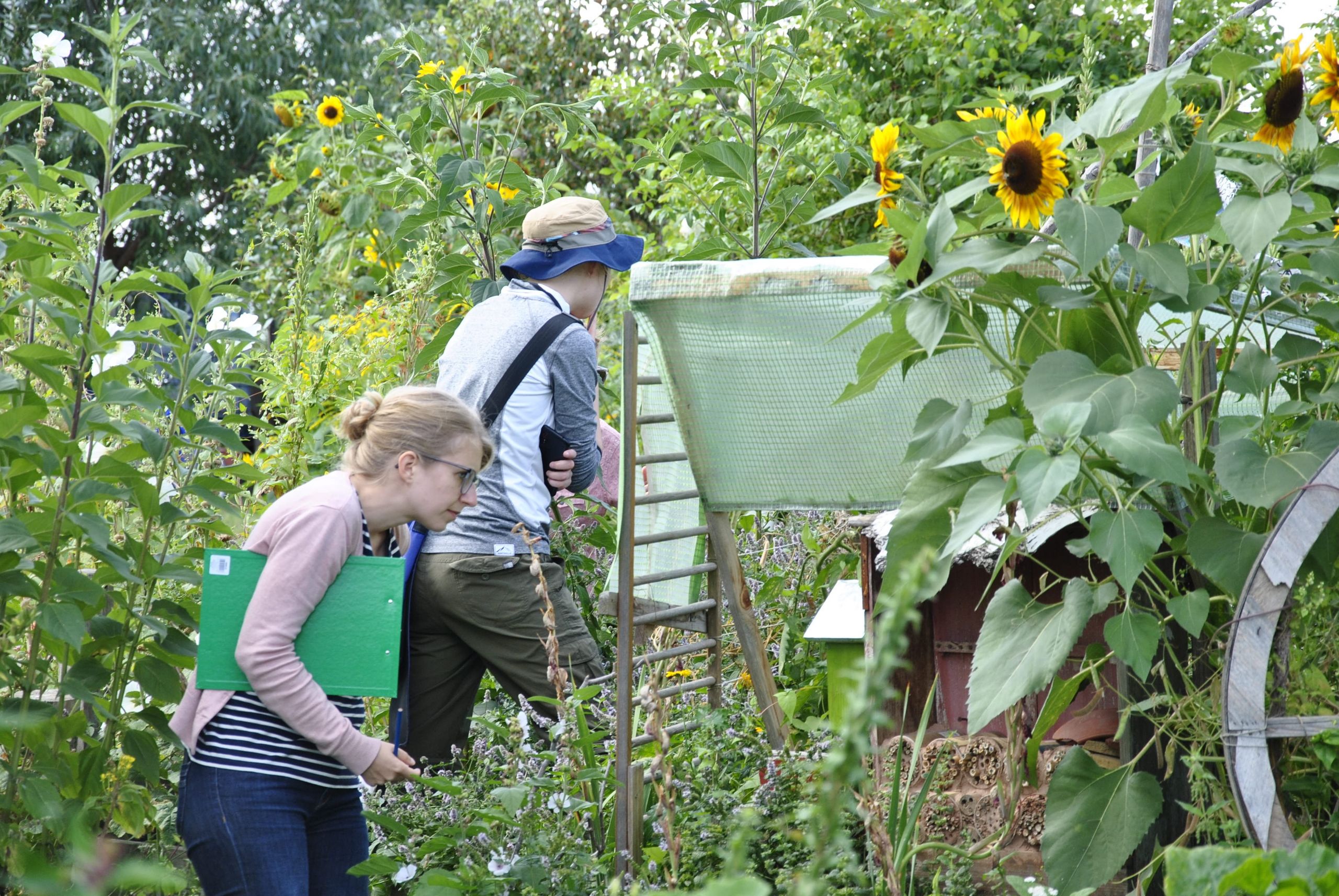 Timetable urban ecology research - Forschen für Wildbienen
